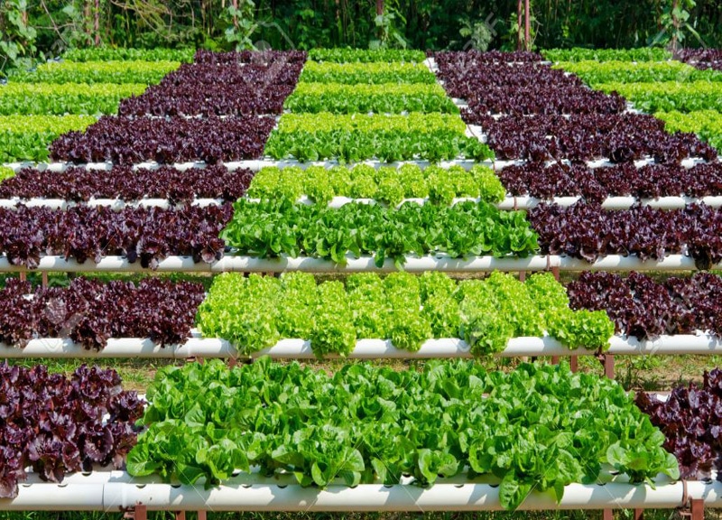 Vedic Farming